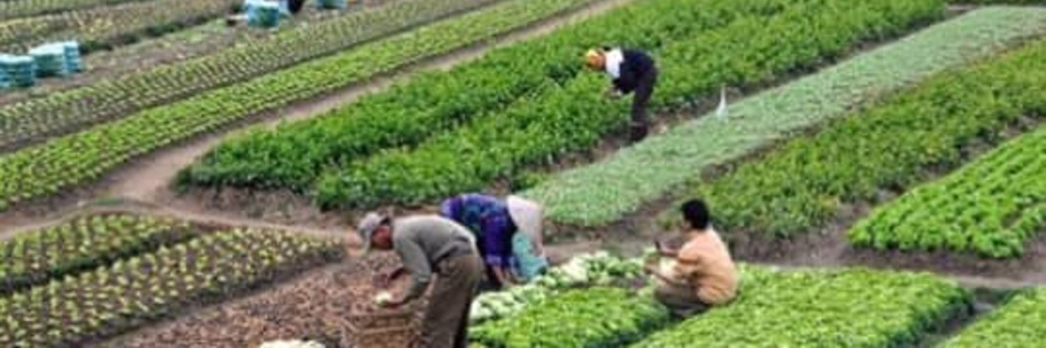 Cluster Farming — adhocracy+/therisingintel